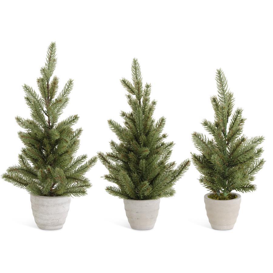 Pine Trees in Gray Cement Pots – A Little Bit of Home
